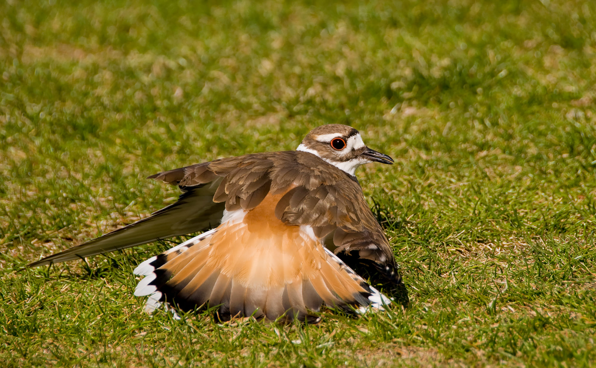 Parental Care: How Birds Raise Their Young - Podcast Episode